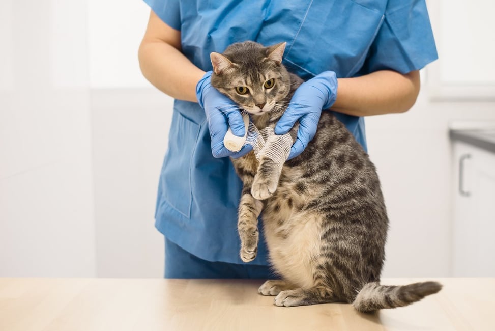 Dealing with a Cat Leg Sprain: Causes, Healing Time, & Treatments