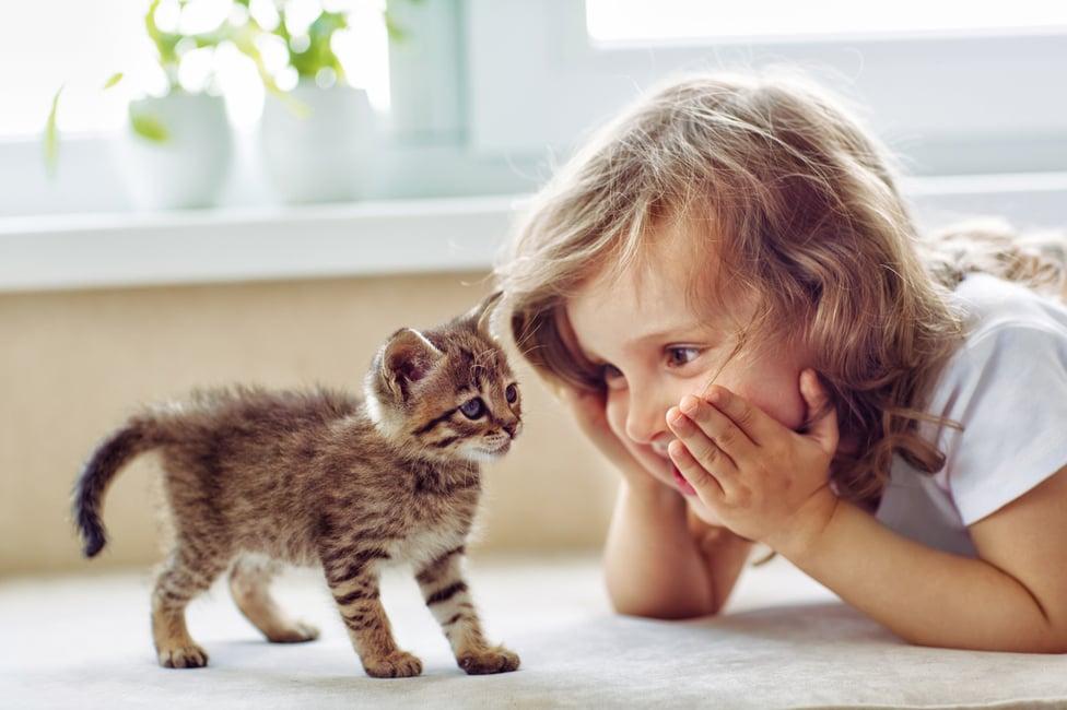 4 Week Old Kitten Care Guide